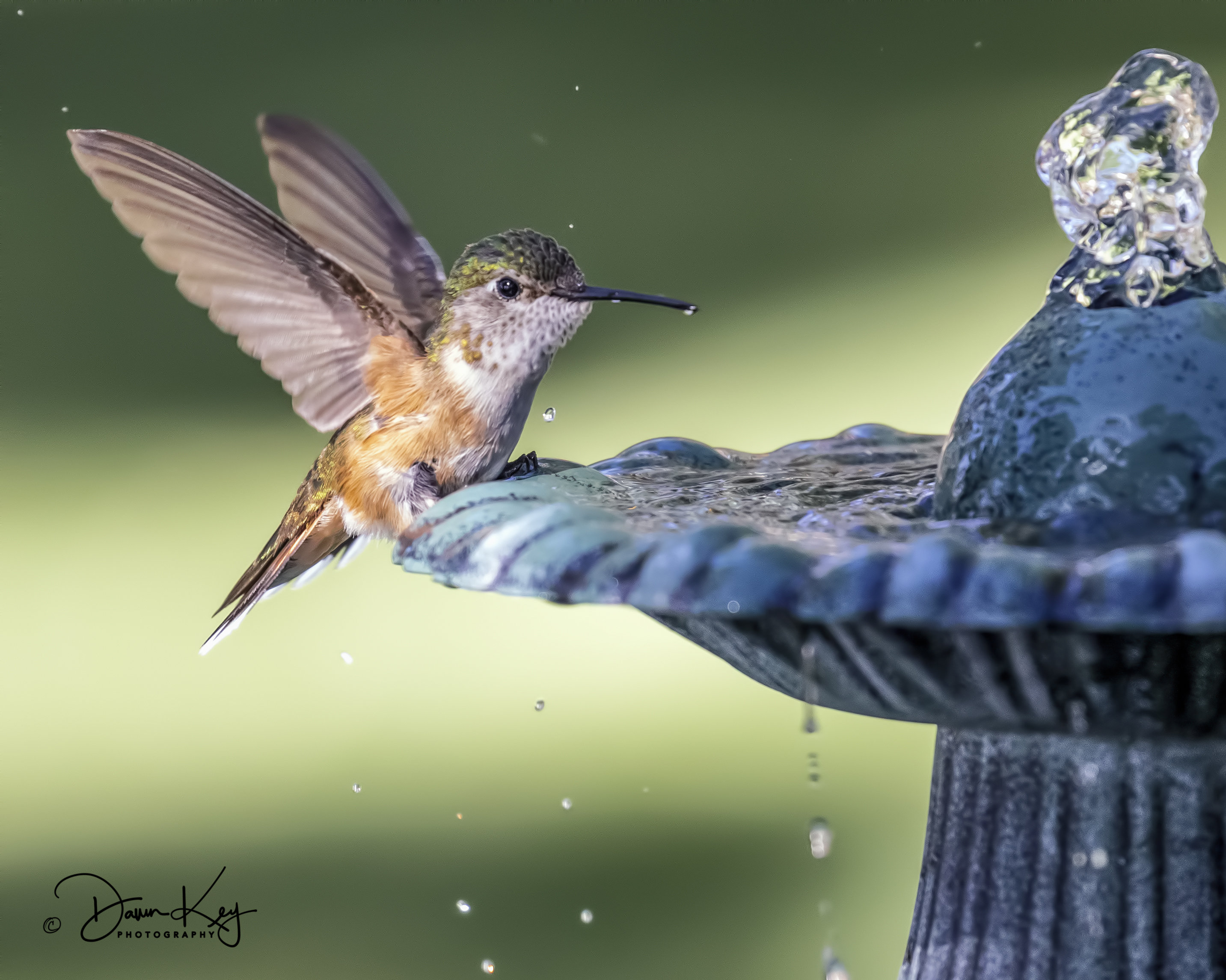 Hummingbird at a Bird Bath - Etsy