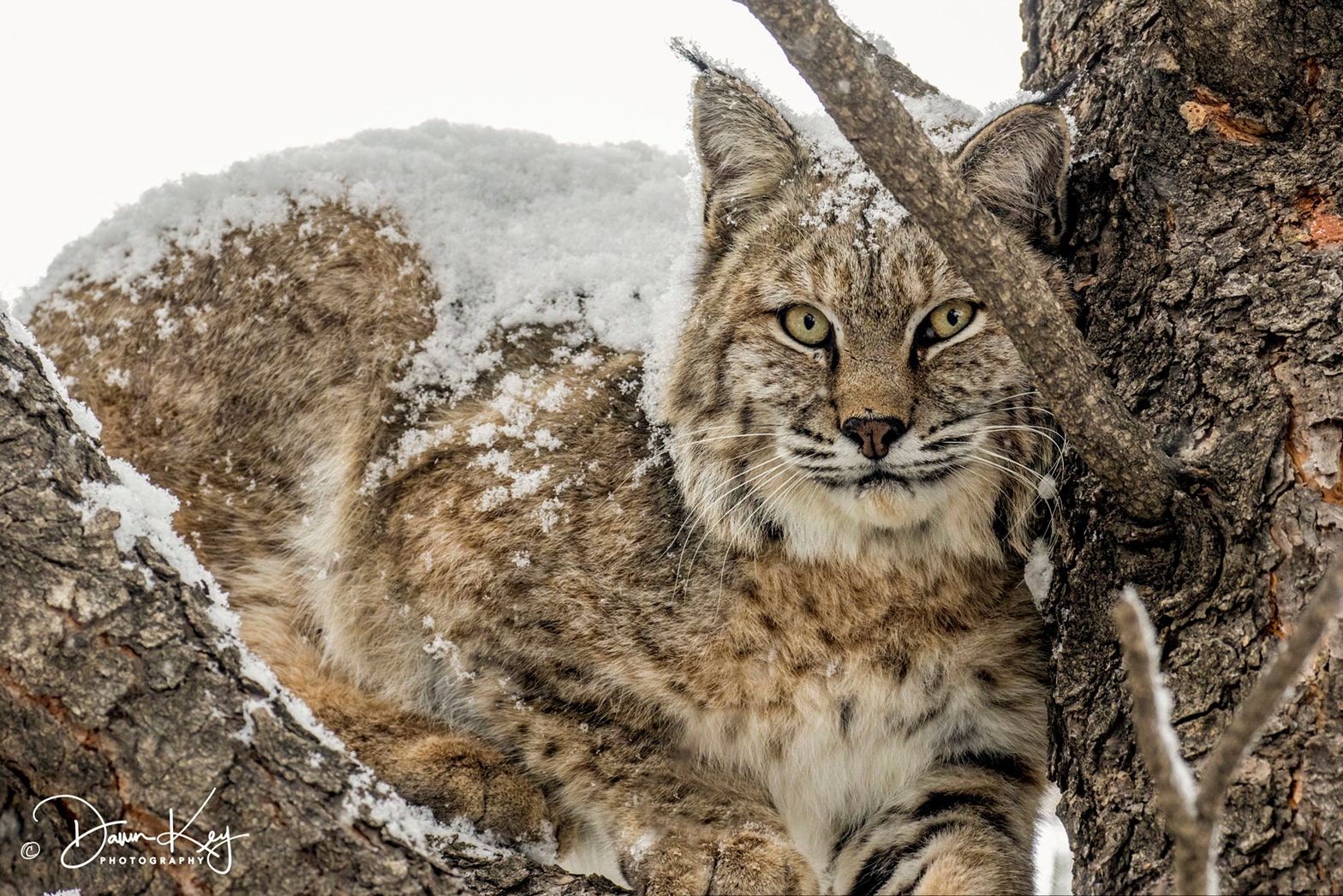 Bobcat in Snow 2 - Etsy