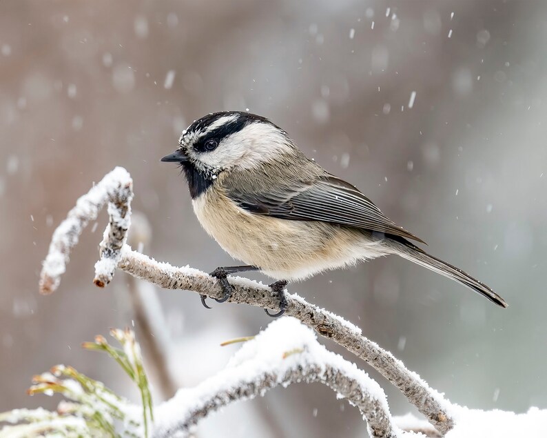 Mountain Chickadee in the Snow - Etsy
