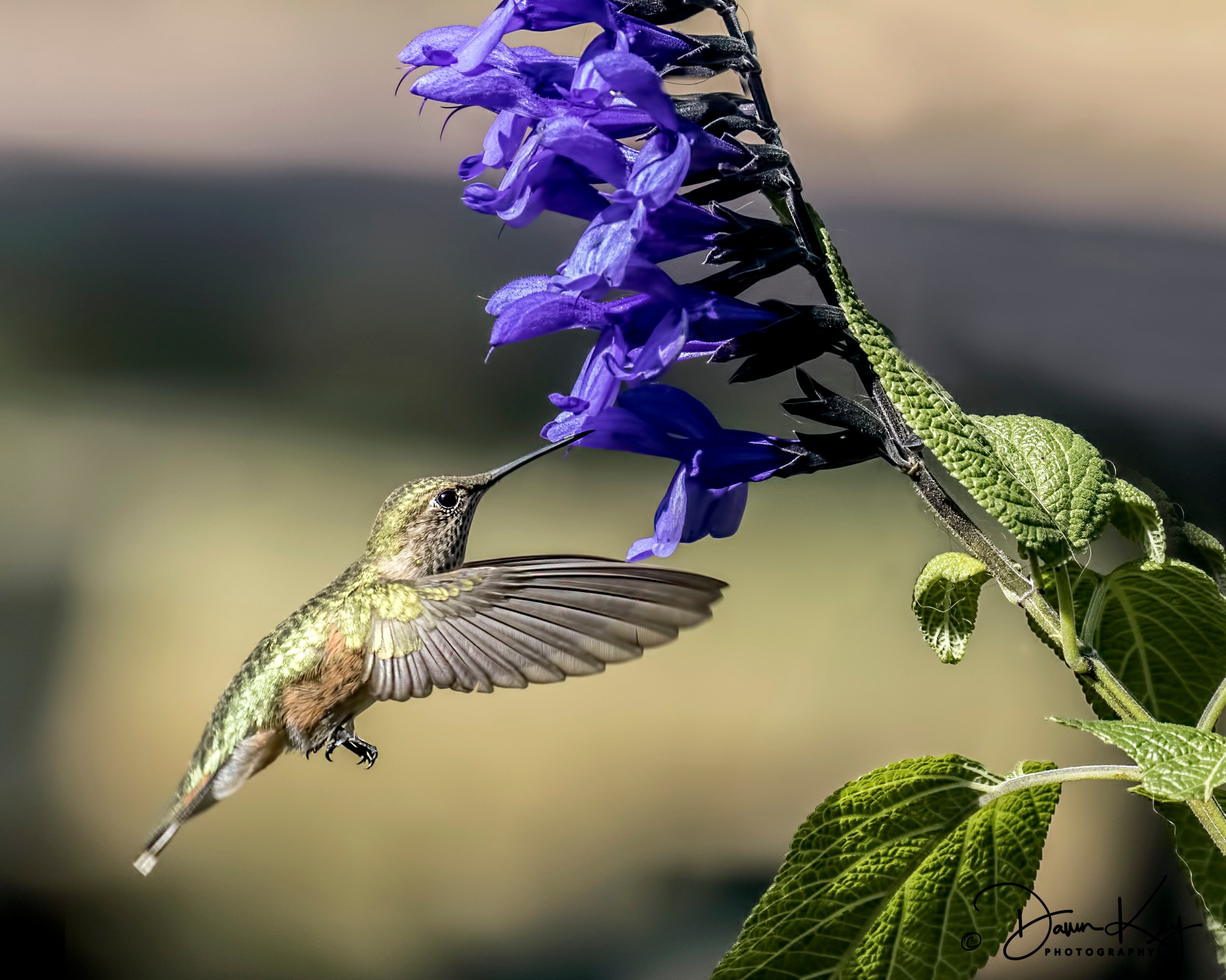 Blue Purple Hummingbird