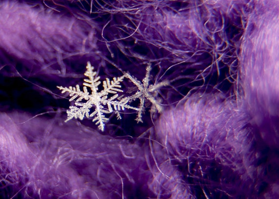 Macro Colorado Winter Snow Snowflake on Purple Science and | Etsy