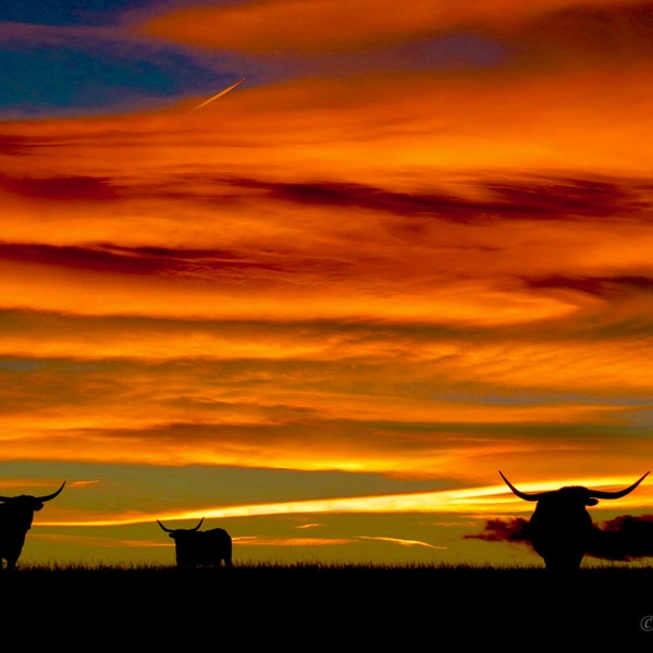 Photography Longhorn Sunset - Etsy