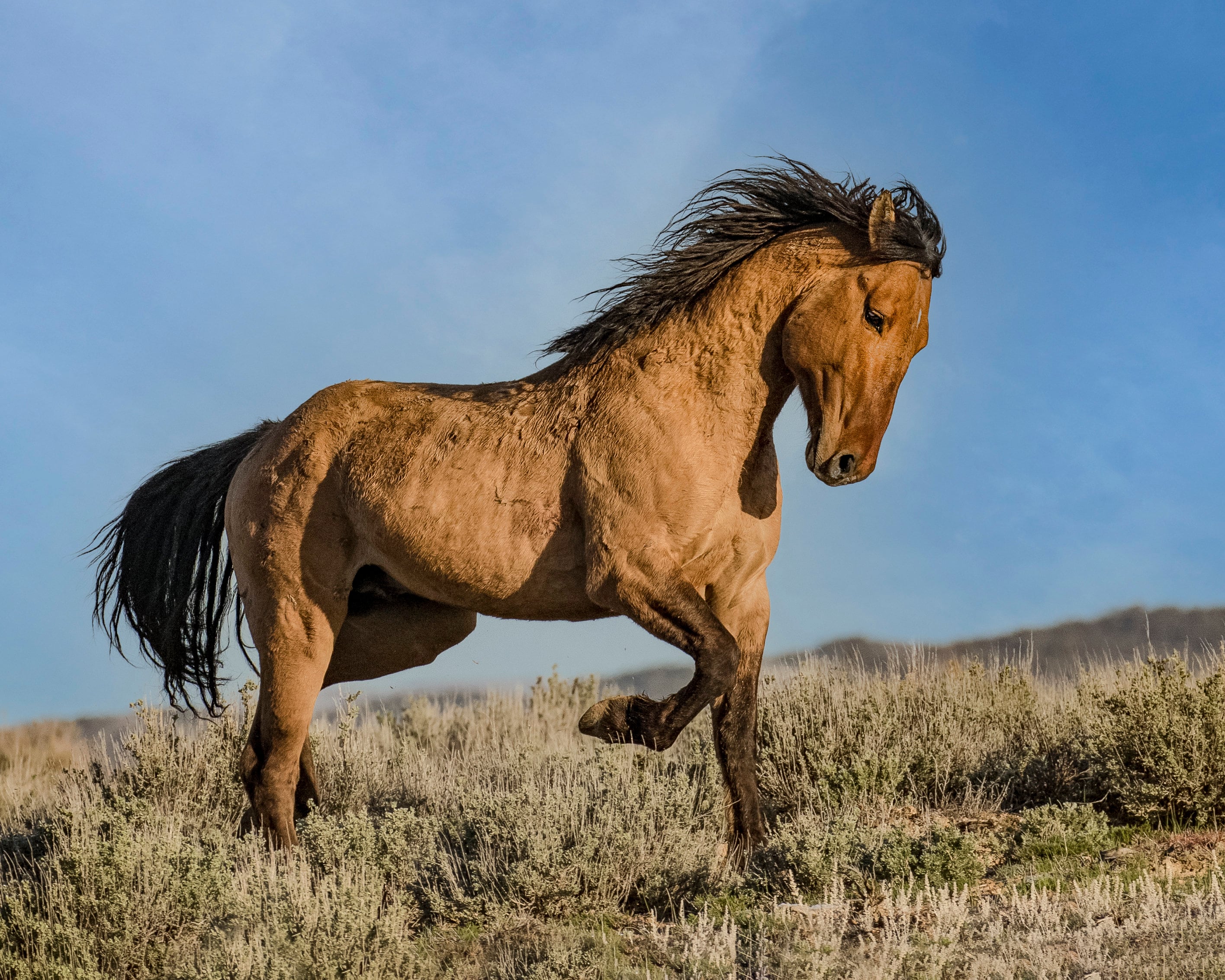 Buckskin Mustang Sand Wash Basin - Etsy