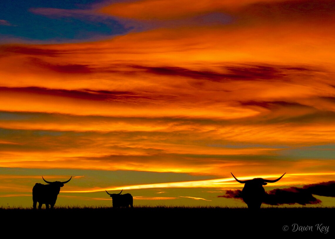 Longhorn Cattle at Colorado Orange Sunset, Western Farm Scene, Country ...