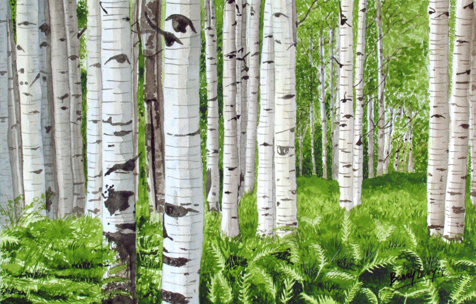 Stand of Birch, Birch Trees, Forest, Ferns, Landscape, 13x19 Fine Art ...