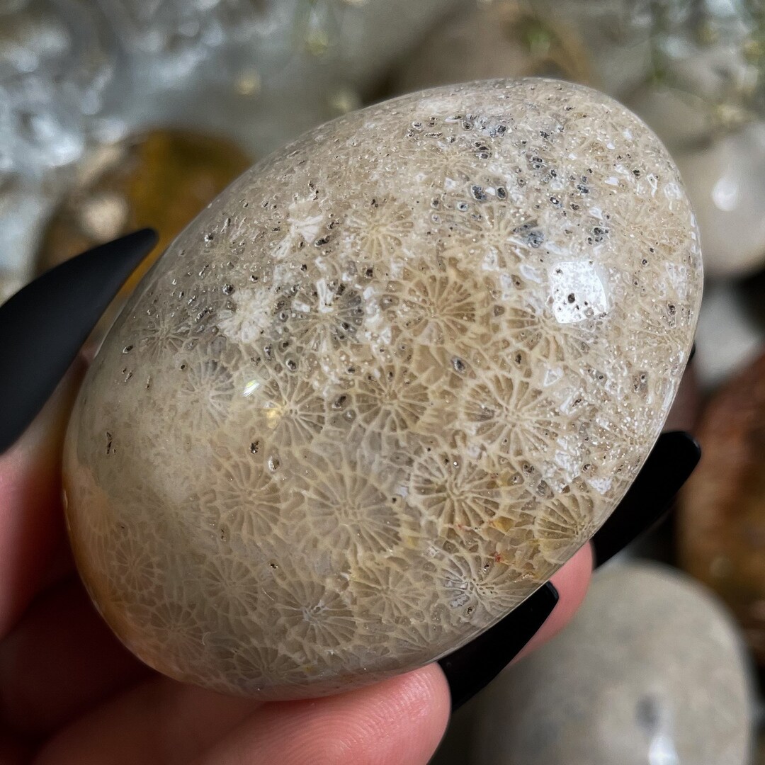 Agatized Fossil Coral Palm Stone: Calming Emotional Healer - Etsy