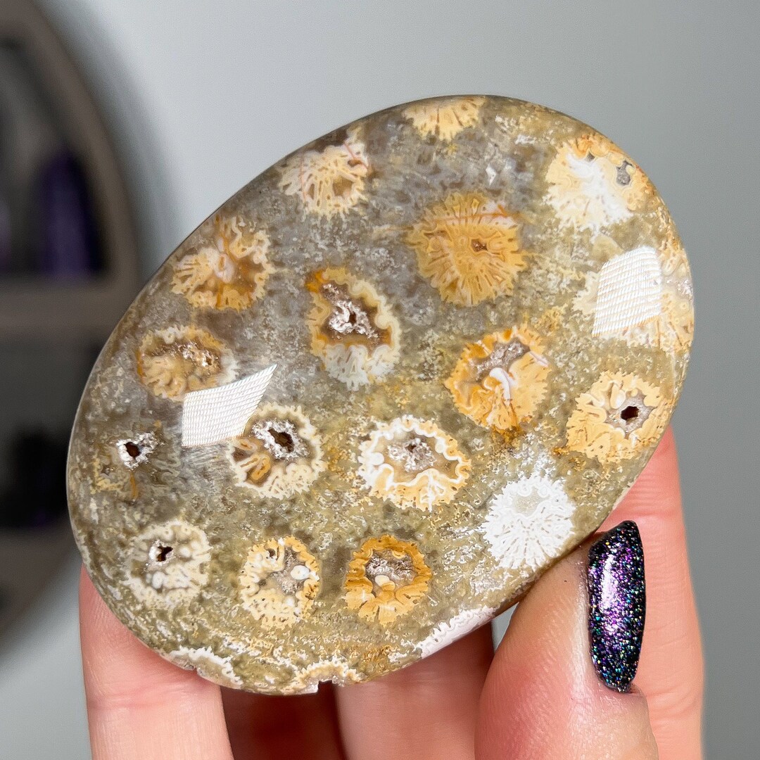 Fossilized Coral Palm Stone, Agatized Druzy Crystal, Calming Stone ...