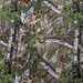 Real Tree Timber - Xtra Green - Branches Leaves Camouflage Camo - High ...