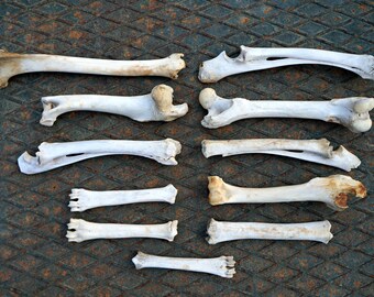 Real animal bones | Etsy