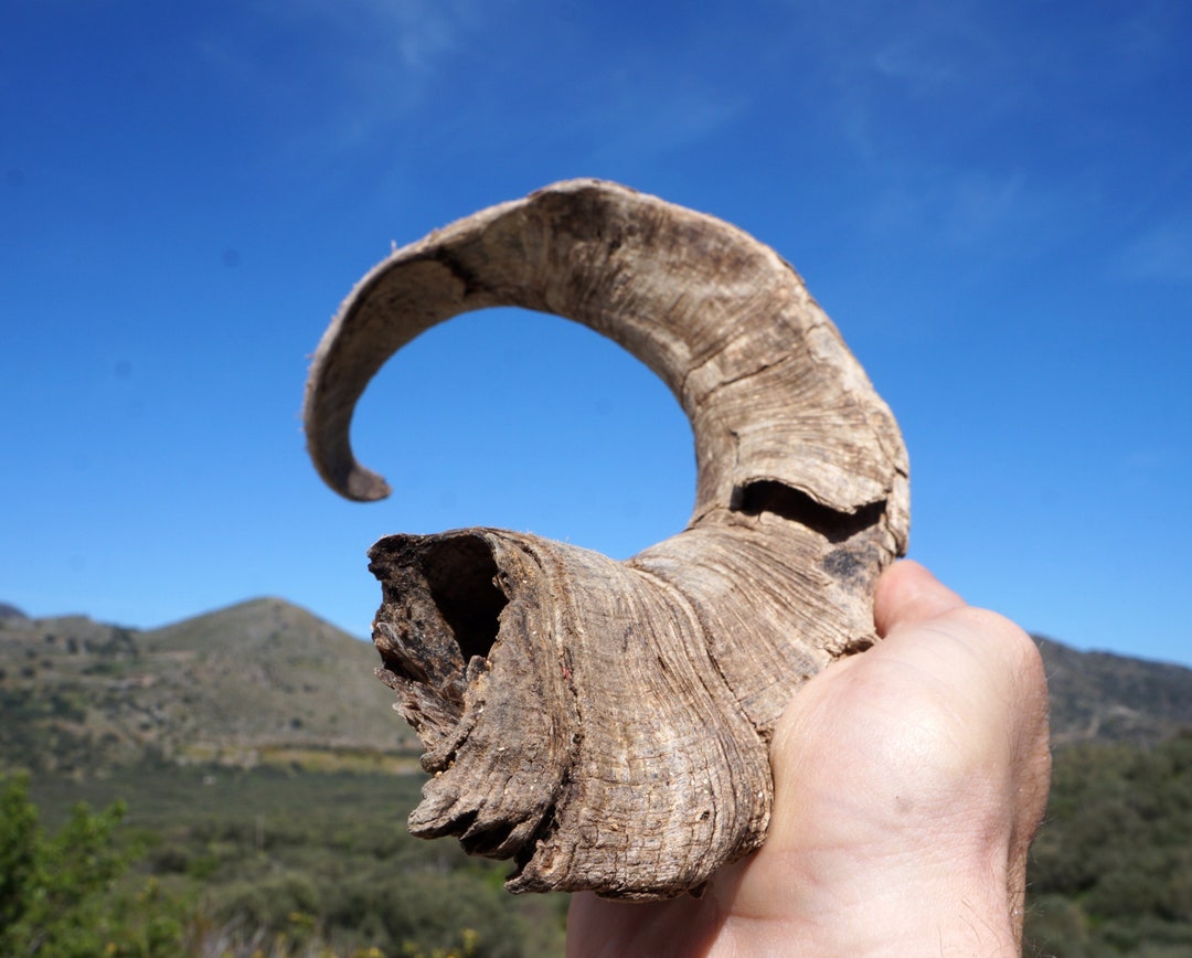Real Ram Horn , Natural Horns , Pagan Gothic Supplies , Ethically ...