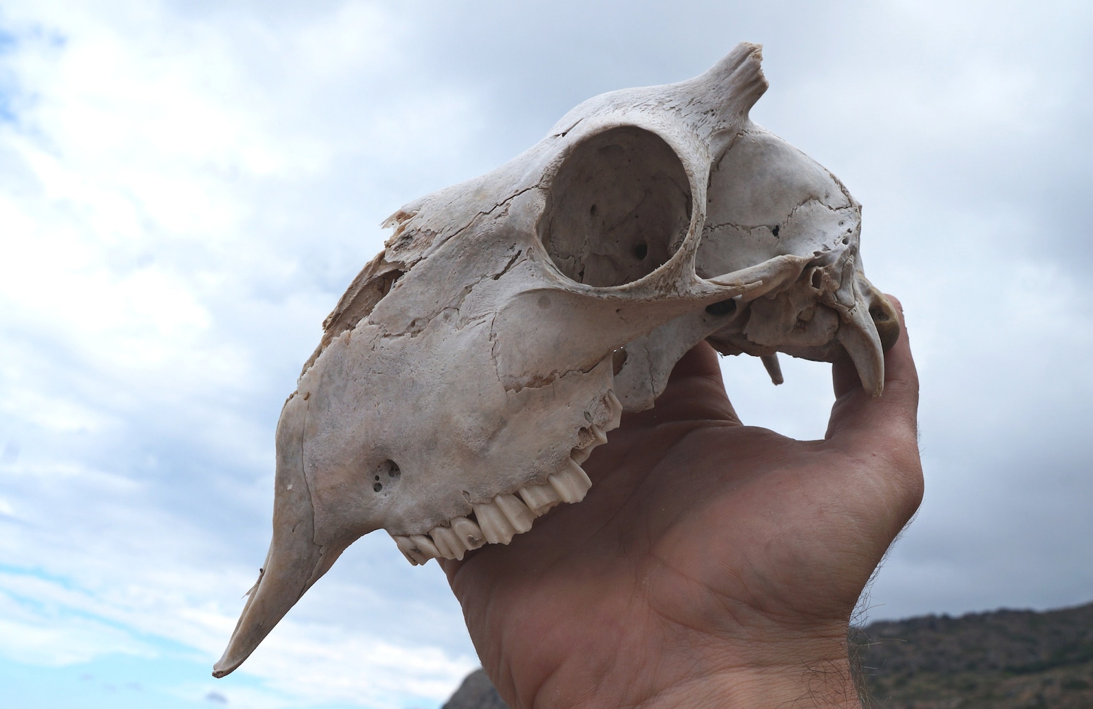 Real Goat Skull Animal Skull Gothic Pagan Decor | Etsy