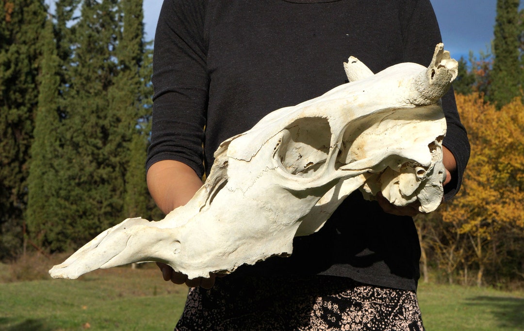 Natural Cow Skull , Real Animal Skull , Gothic Pagan Decor , Creepy ...