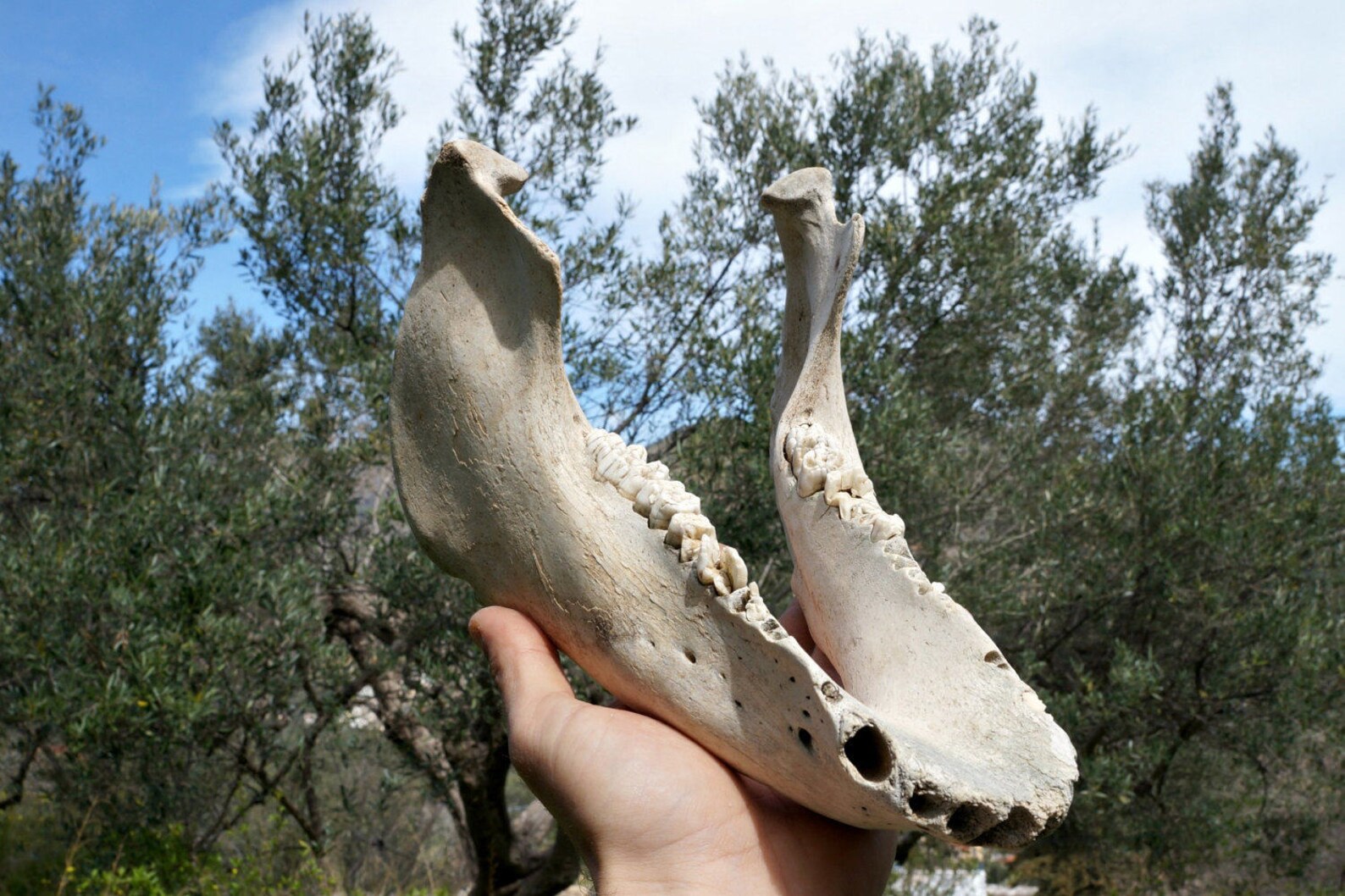 Real Pig Lower Jaw Natural Animal Bone Gothic Pagan Decor | Etsy