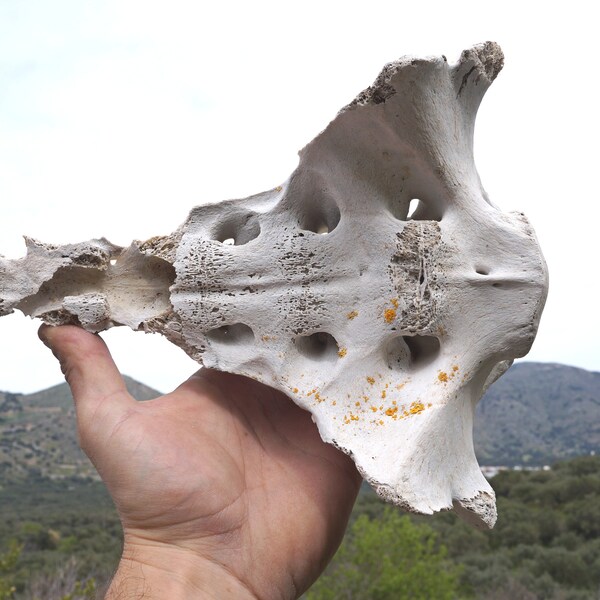 Animal Bones Real - Etsy