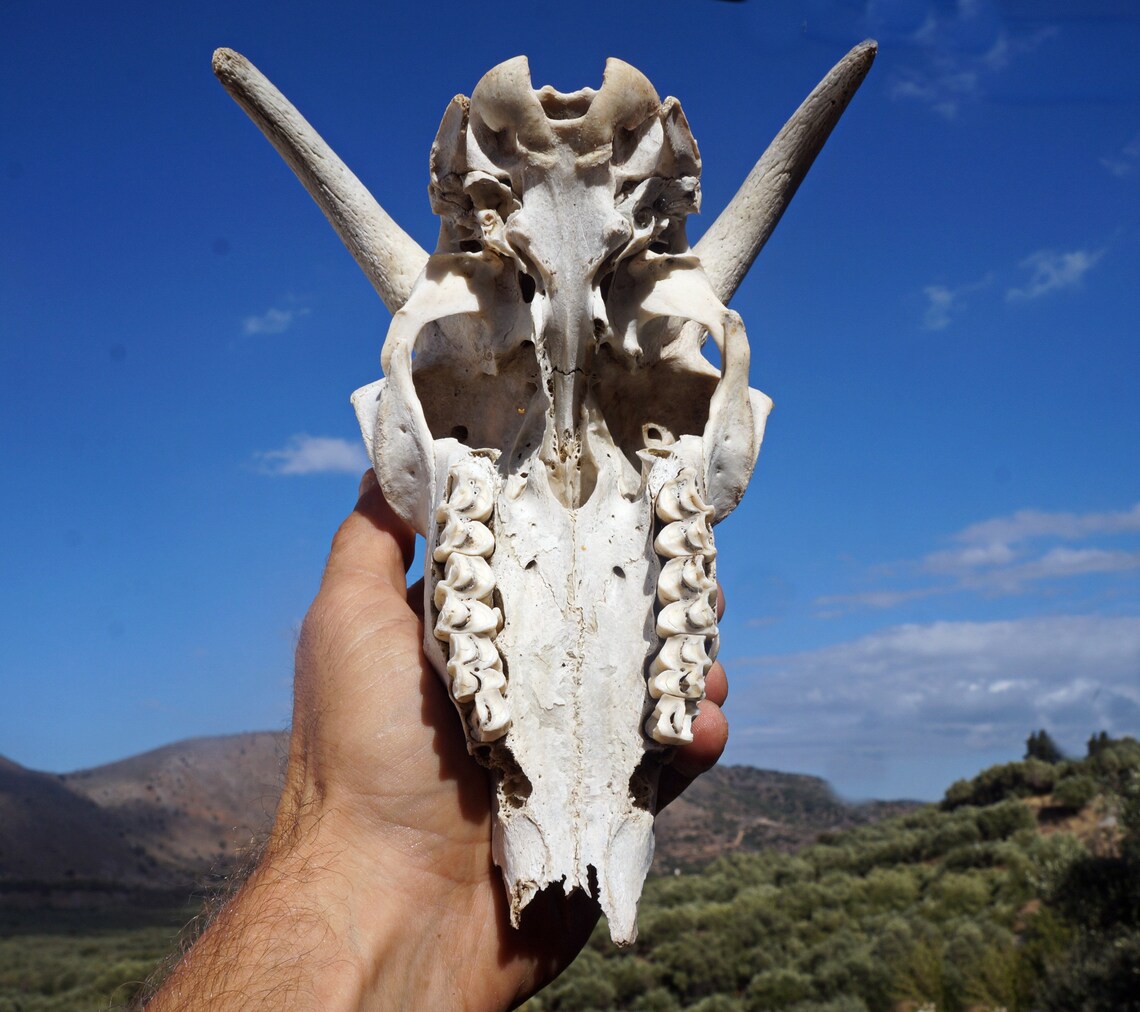 Real Goat Skull Animal Skull Gothic Pagan Decor - Etsy