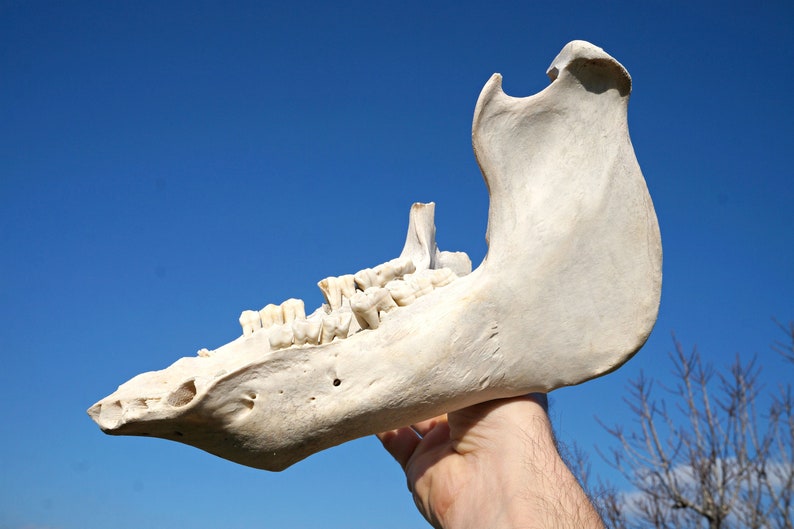 Real Pig Jaw Natural Pig Teeth Pig Molars Macabre Bone | Etsy