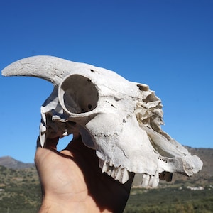 Real Goat Skull , Animal Skull , Gothic Pagan Decor , Taxidermy ...