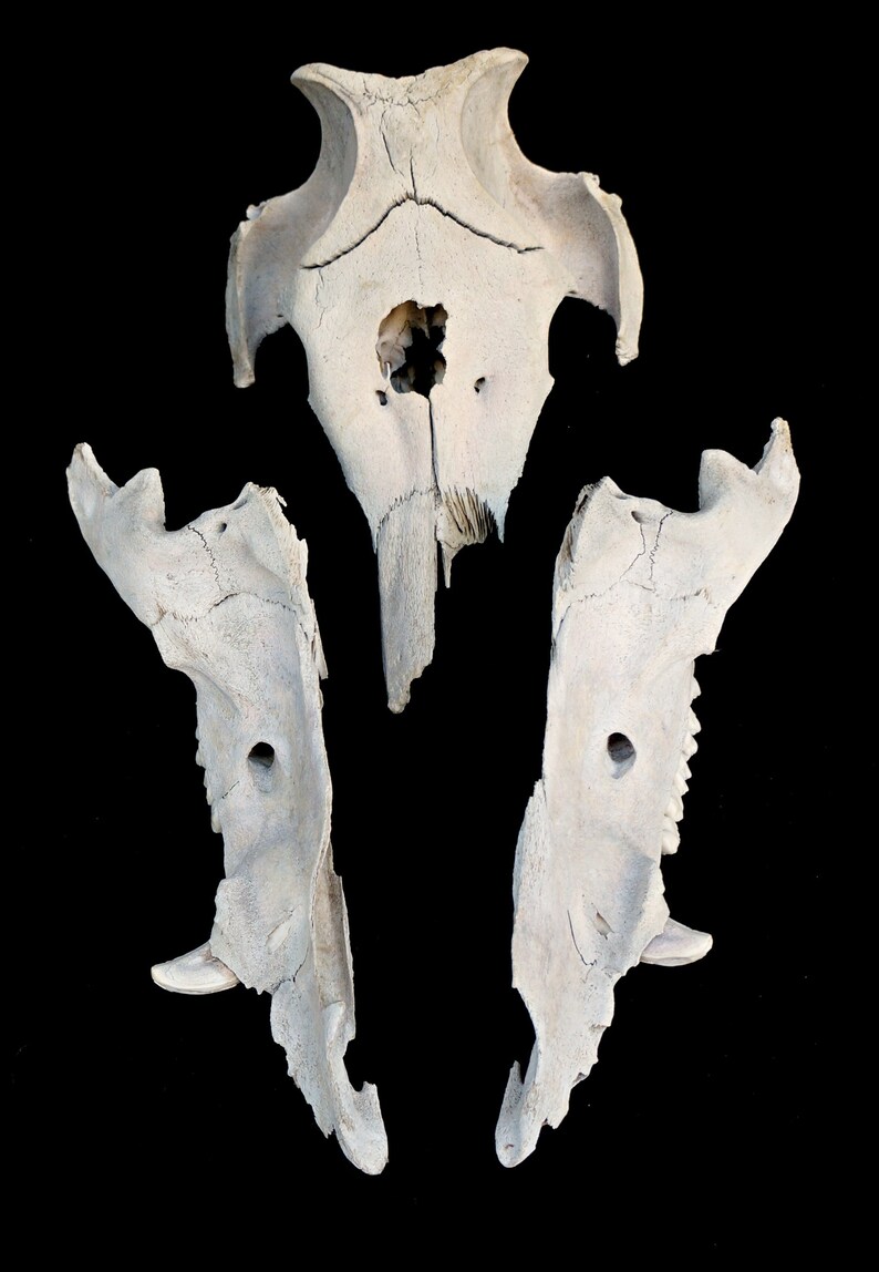 Exploded Real Pig Skull Animal Skull Animal Taxidermy | Etsy
