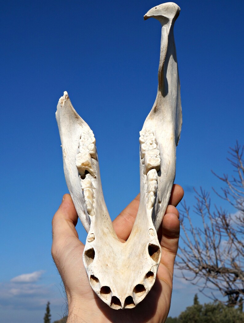 Real Pig Jaw Natural Pig Teeth Pig Molars Macabre Bone | Etsy