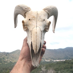 Real Ram Skull Real Animal Skull Pagan Goth Decor Macabre Creepy Art ...