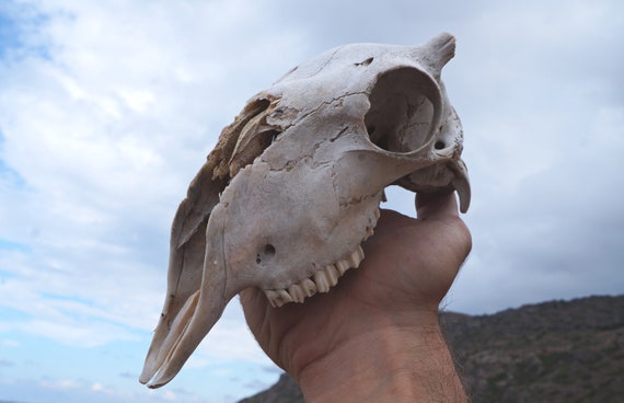 Real Goat Skull Animal Skull Gothic Pagan Decor | Etsy