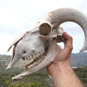 Real Ram Skull Real Animal Skull Pagan Goth Decor Macabre Creepy Art ...
