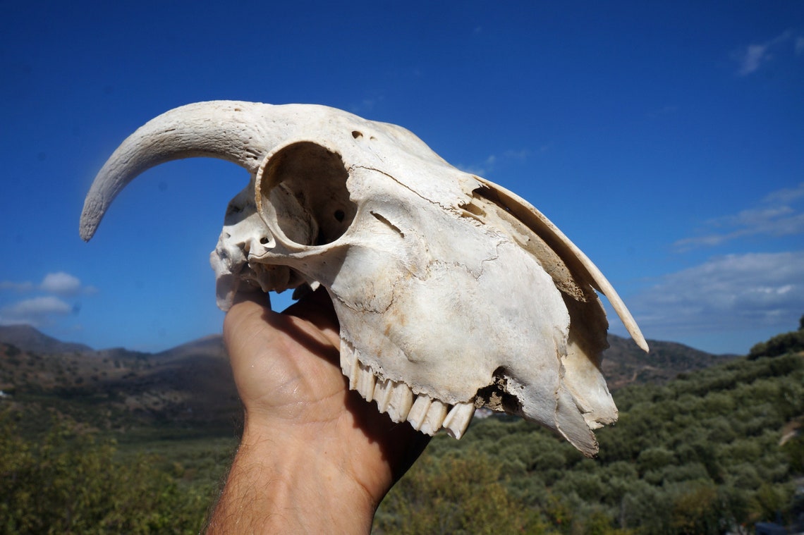 Real Goat Skull Animal Skull Gothic Pagan Decor - Etsy
