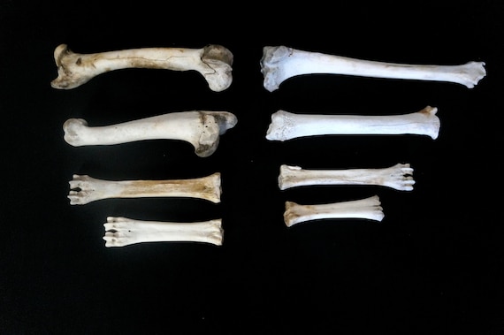 Real Animal Bones