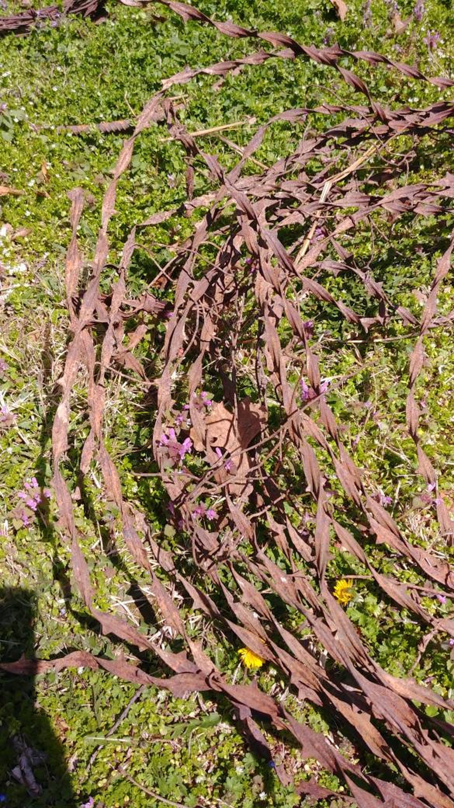 Antique 1881 Allis Barbed Wire Listing is for 10 Pieces 15 | Etsy
