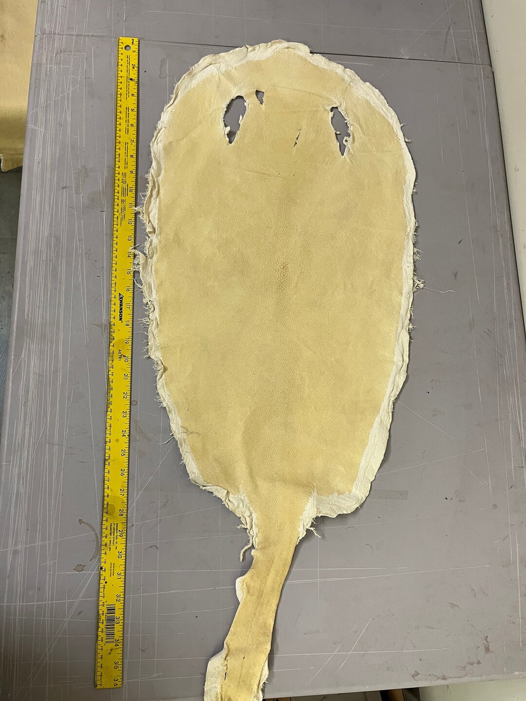 Jumbo Undyed Crust Stingray Leather for Leather Craft 26 Inch by 14 ...