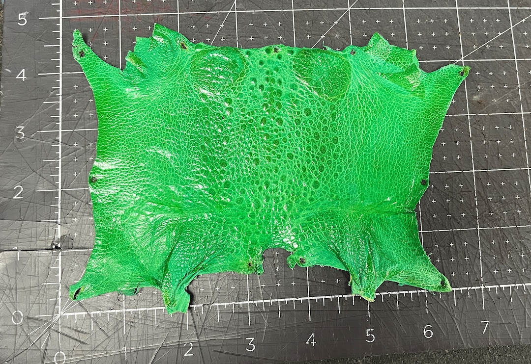 Cane Toad Leather Bufo Marinus Lime Green - Etsy