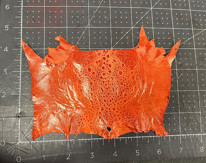 Cane Toad Leather Bufo Marinus Orange Color - Etsy