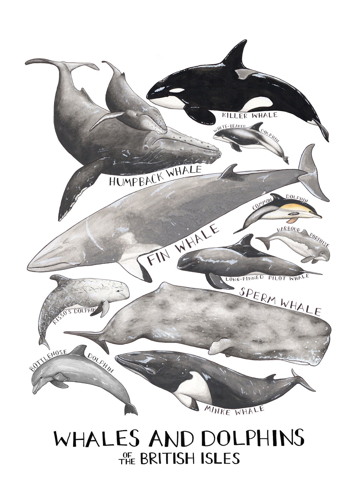 Poster Postcards Rock Pool Life Whales and Dolphins Sea - Etsy