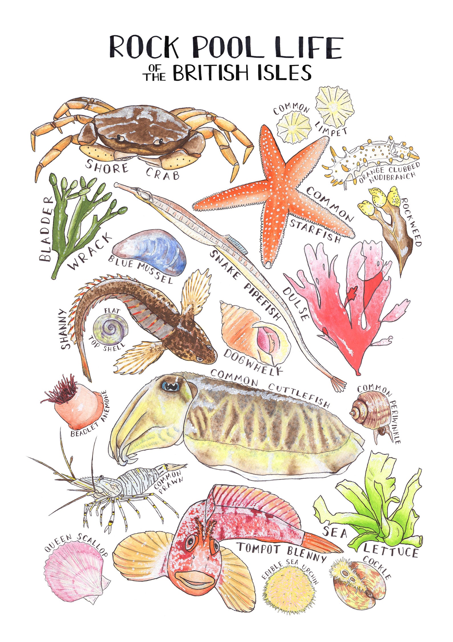 Poster Postcards Rock Pool Life Whales and Dolphins Sea | Etsy