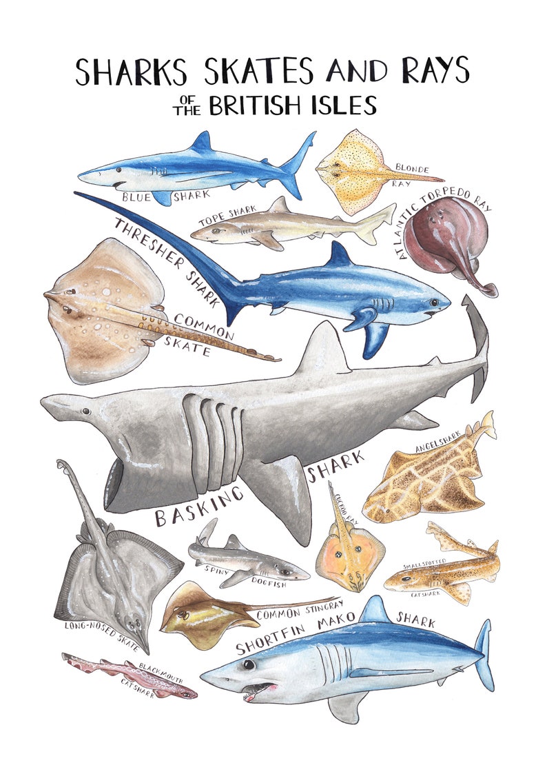 Poster Postcards Rock Pool Life Whales and Dolphins Sea | Etsy