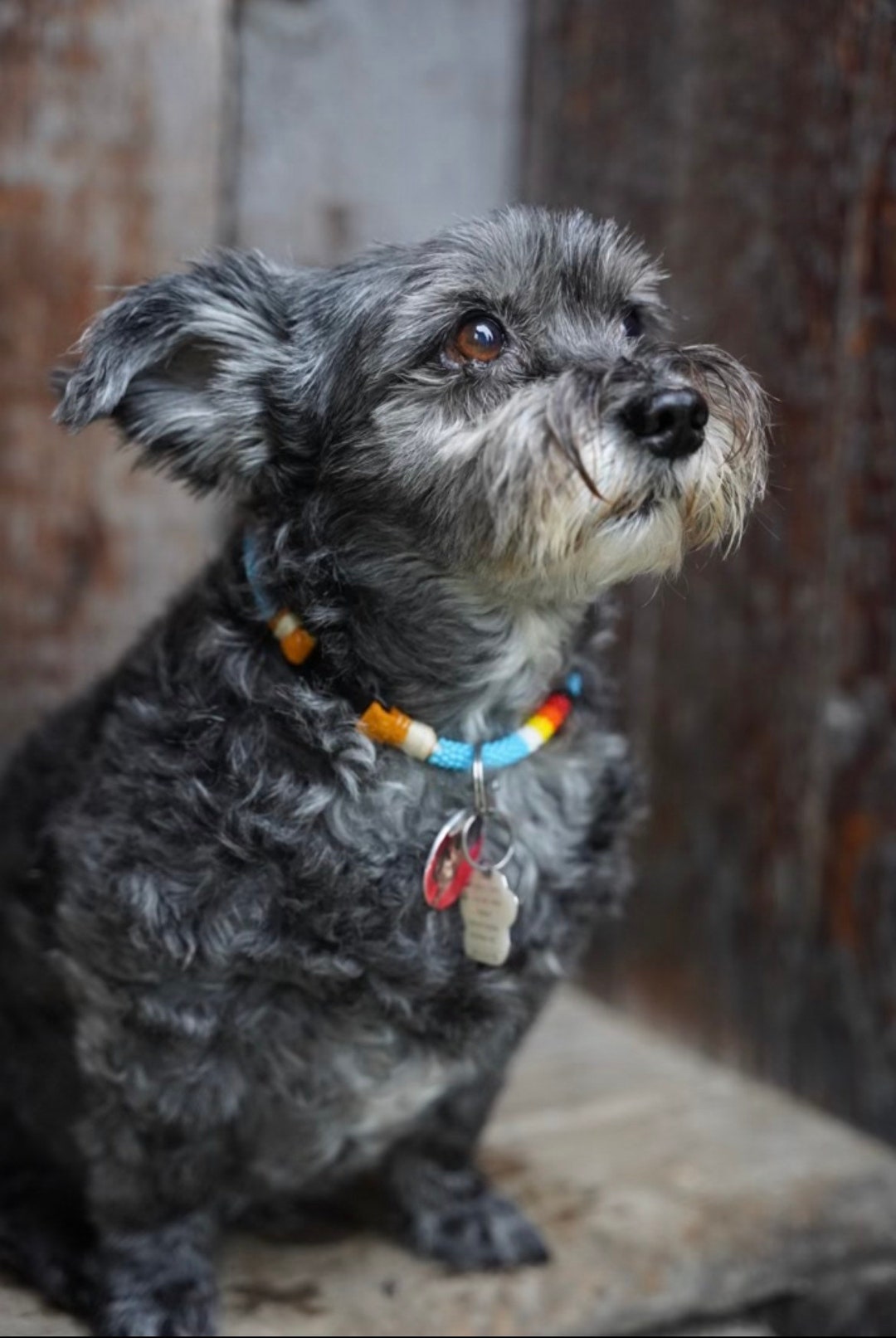 Miss Malou Dog Collar -NATIVE WRAP BEADED- Custom Bracelet, Cat ...