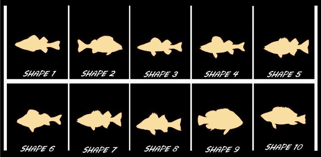 Smooth Laser Cut Perch Fish Shape Set 1 - Unfinished Cutout - Many ...