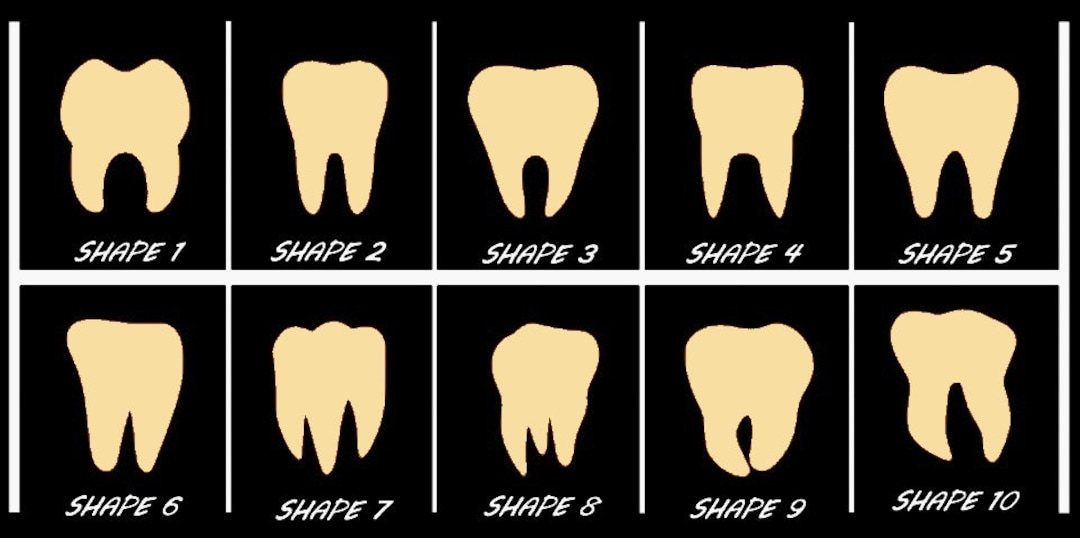 Smooth Laser Cut Tooth Shape Set 1 - Unfinished Cutout - Many Sizes ...