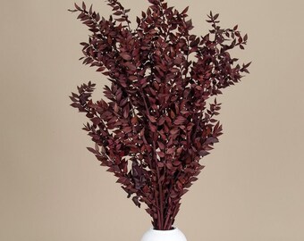 Dried Ruscus - Etsy