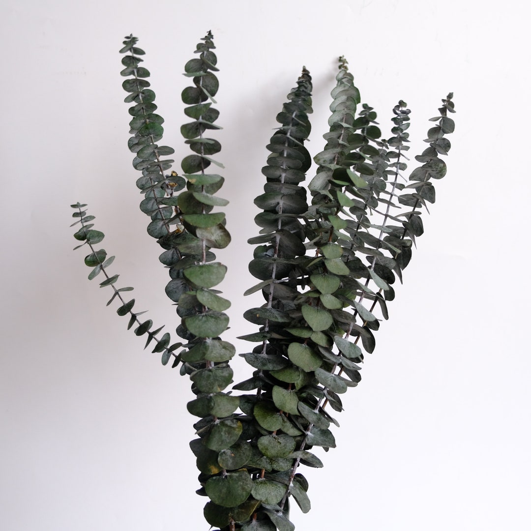 Eucalyptus Baby Blue Preserved Bundle / Spiral Eucalyptus / Dried ...