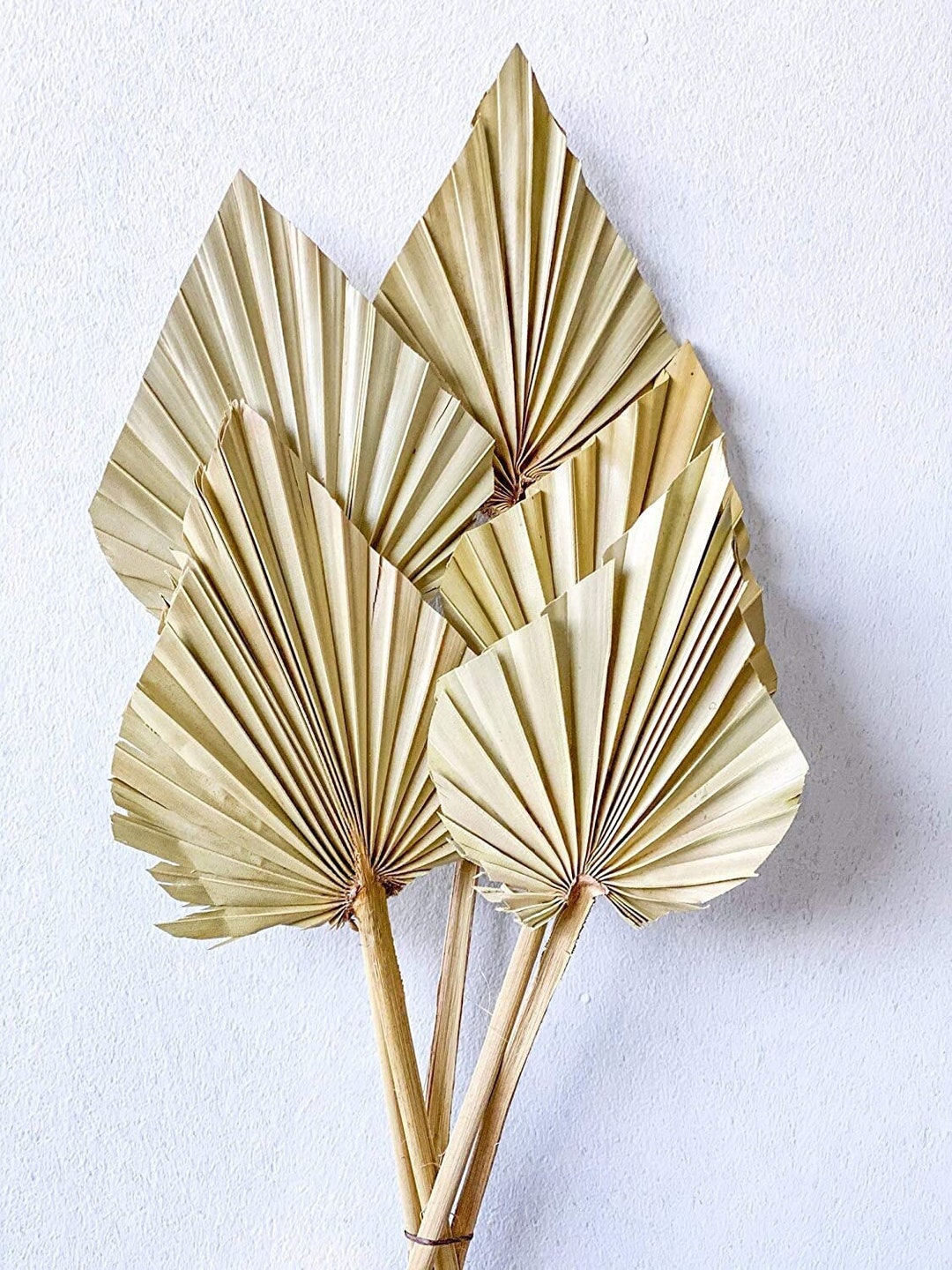 Dried Spear Palm Leaves 5 Stems / Dried Palms / Natural Palms / Palm ...