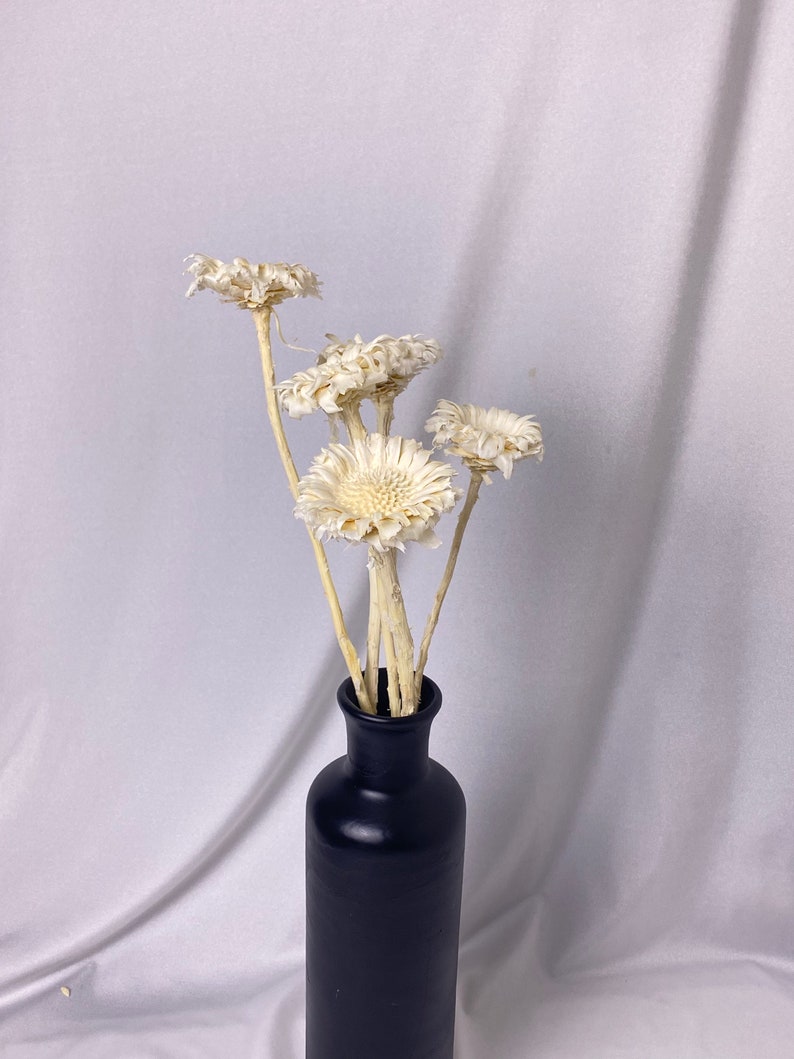 Bleached Protea Rosette / Bleached Flowers / Dried Flowers - Etsy