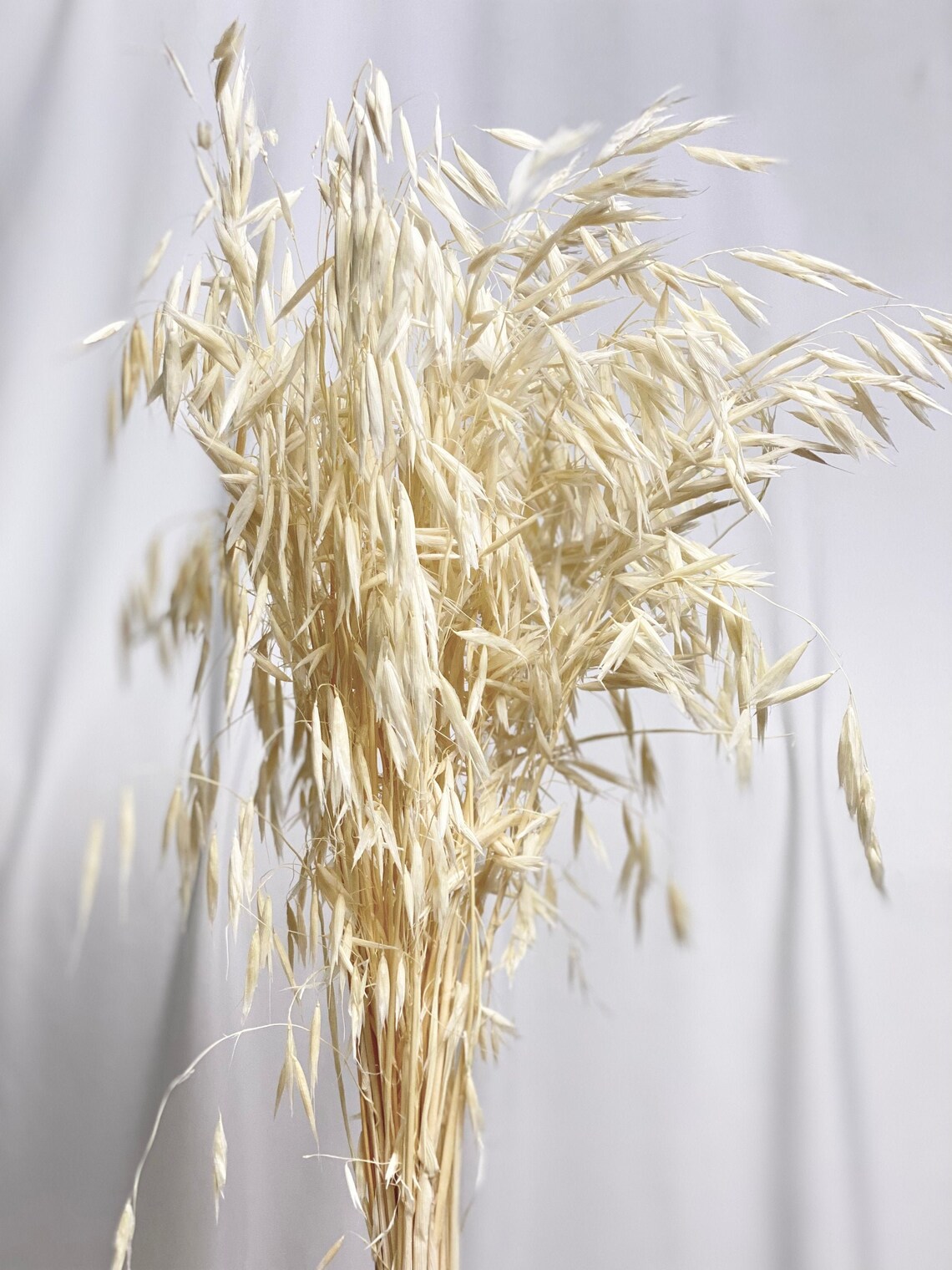 Dried Oats Avena Bleached Flowers - Etsy Singapore