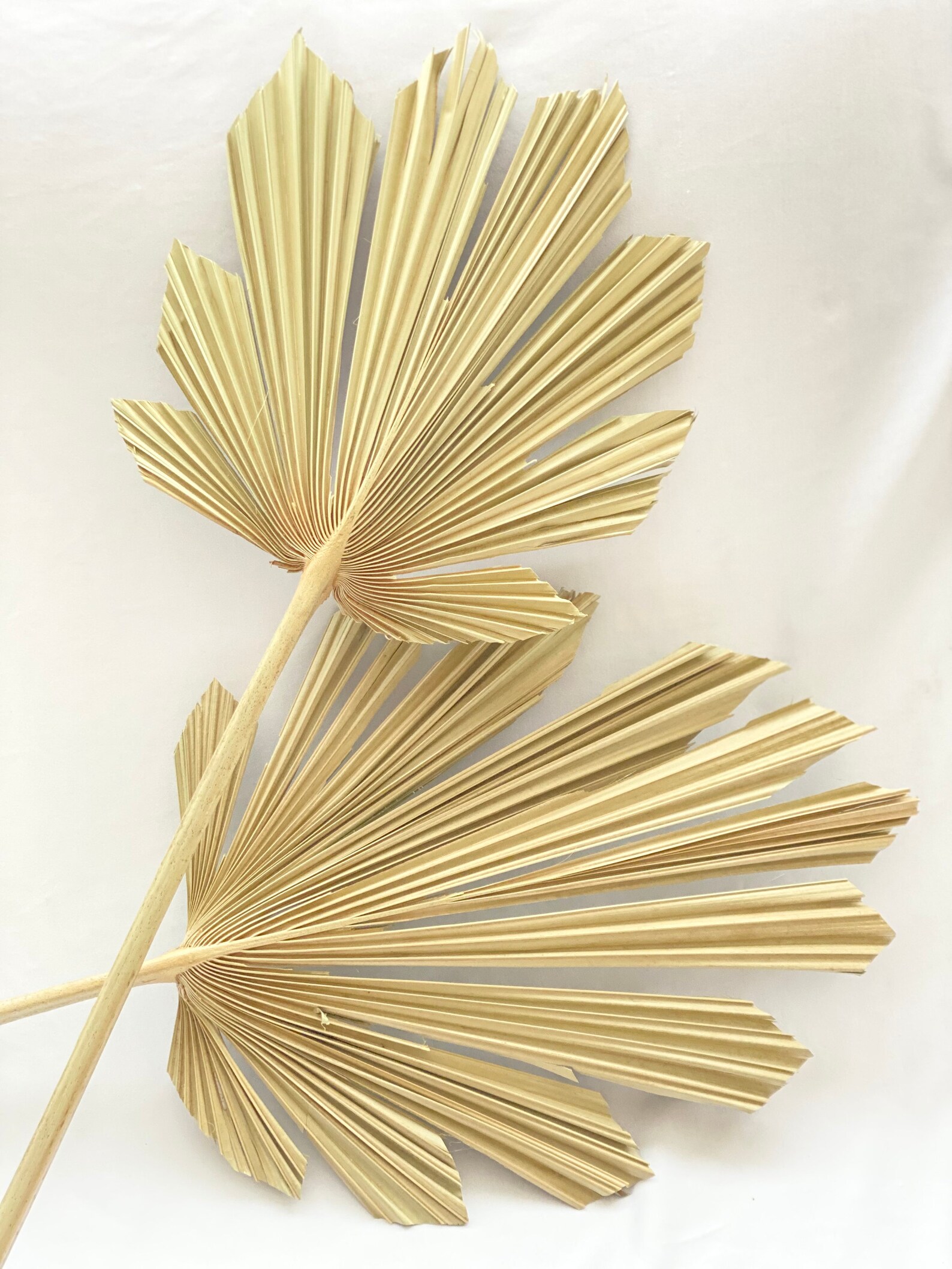 Dried Palm Leaf Large 1 Stem - Etsy