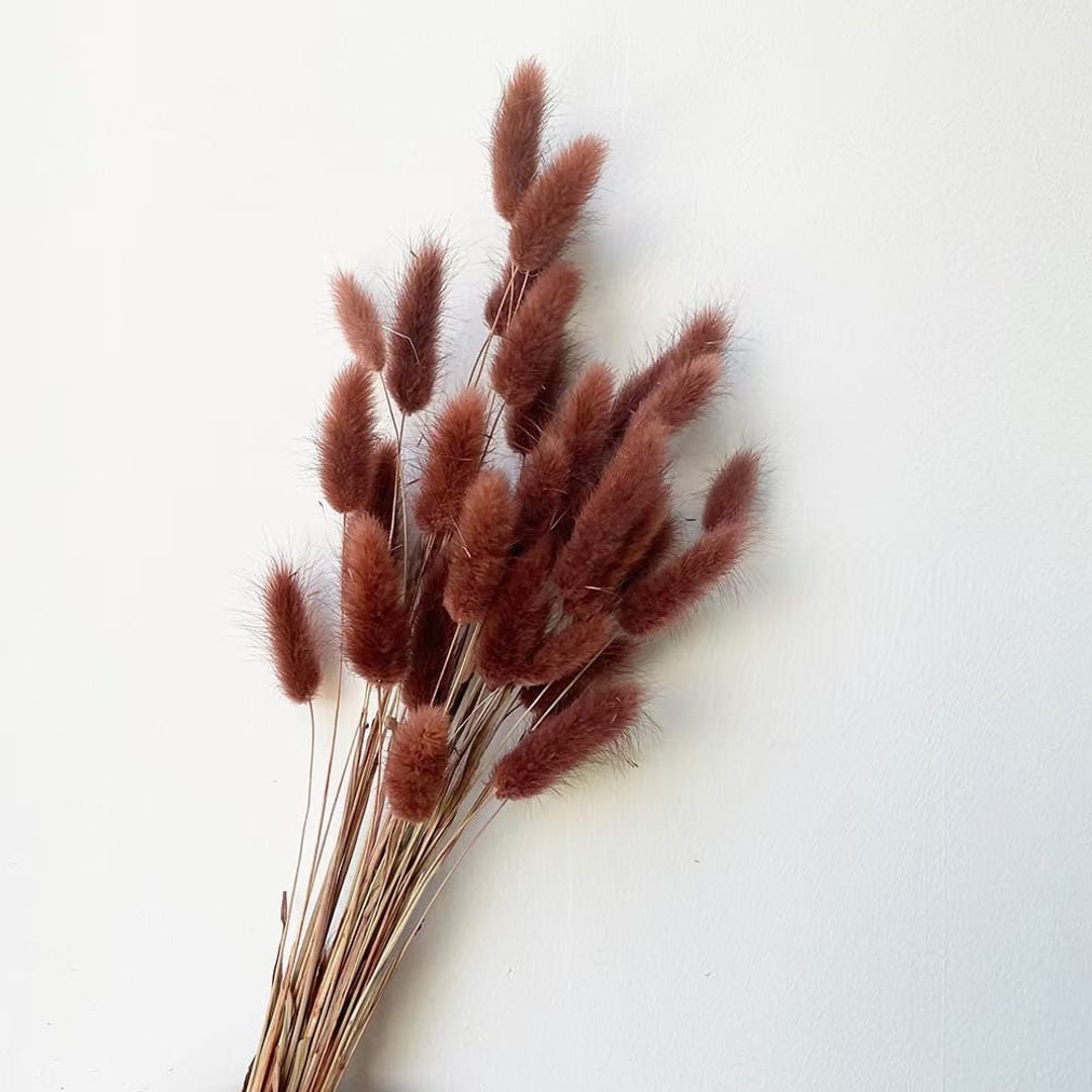 Bunny Tails Brown 60 Stems / Lagurus / Pampas Grass Boho Wedding Invitations Bridal Bouquet Home ...