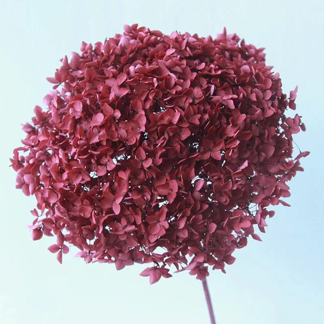 Wine Red Preserved Hydrangea Stem | Large Head Dried Hydrangea ...