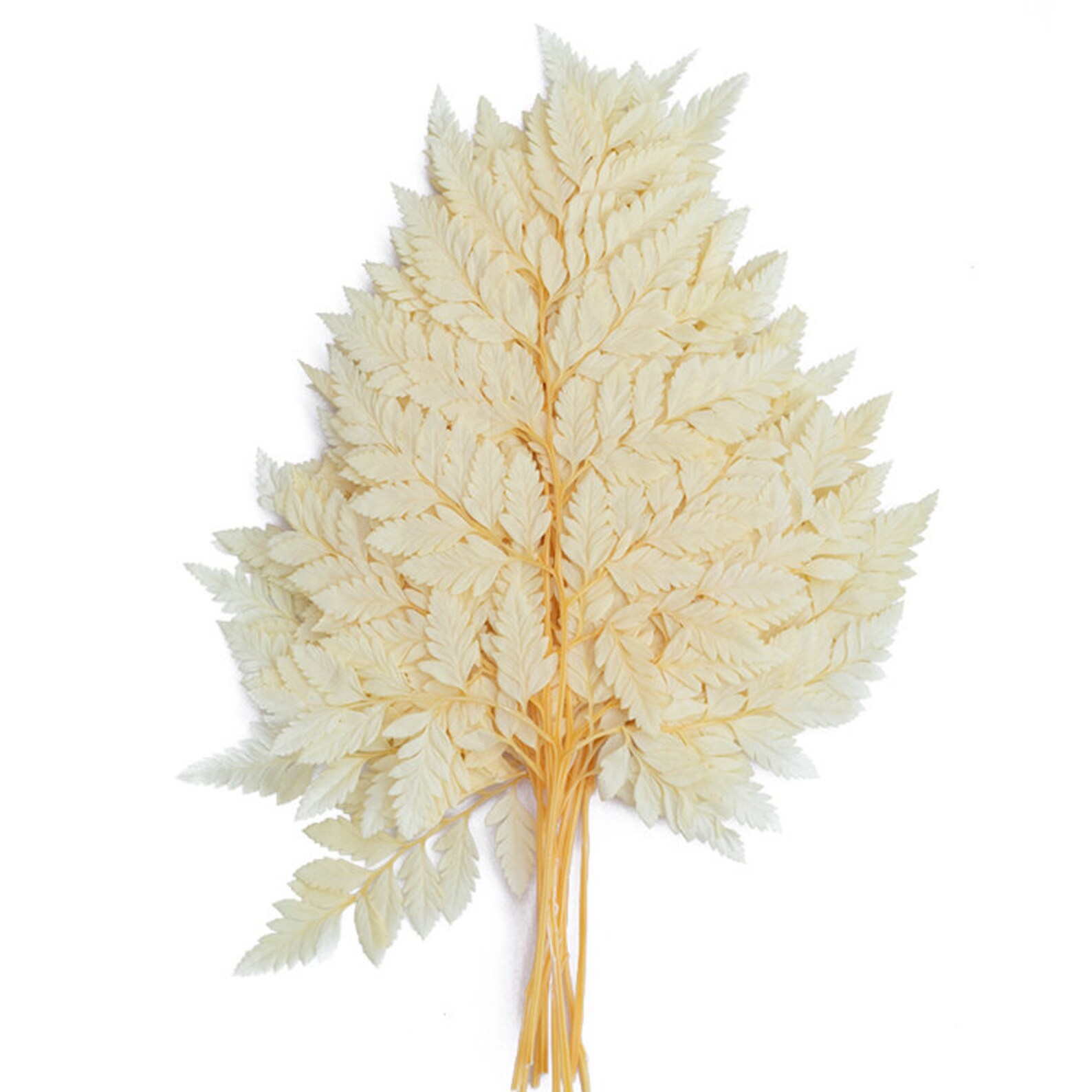 Bleached Fern Leather Leaf 10 Stems / Preserved Fern / - Etsy.de