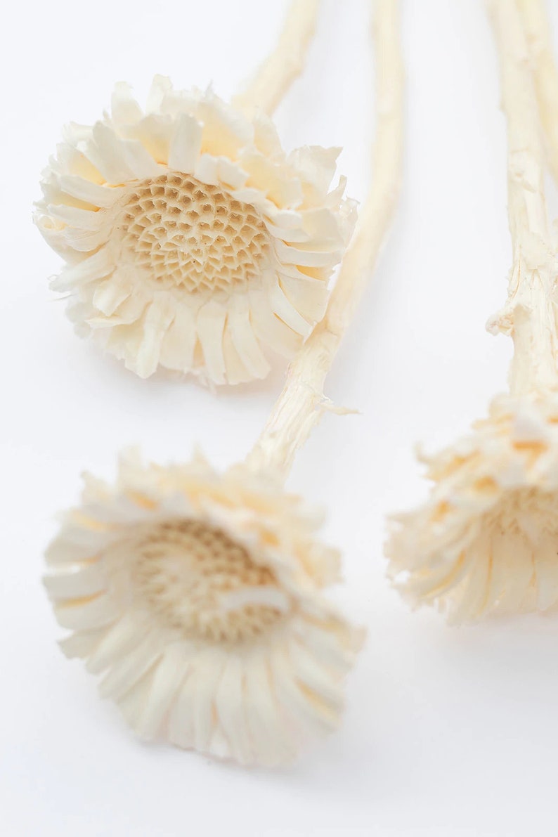 Bleached Protea Rosette / Bleached Flowers / Dried Flowers - Etsy