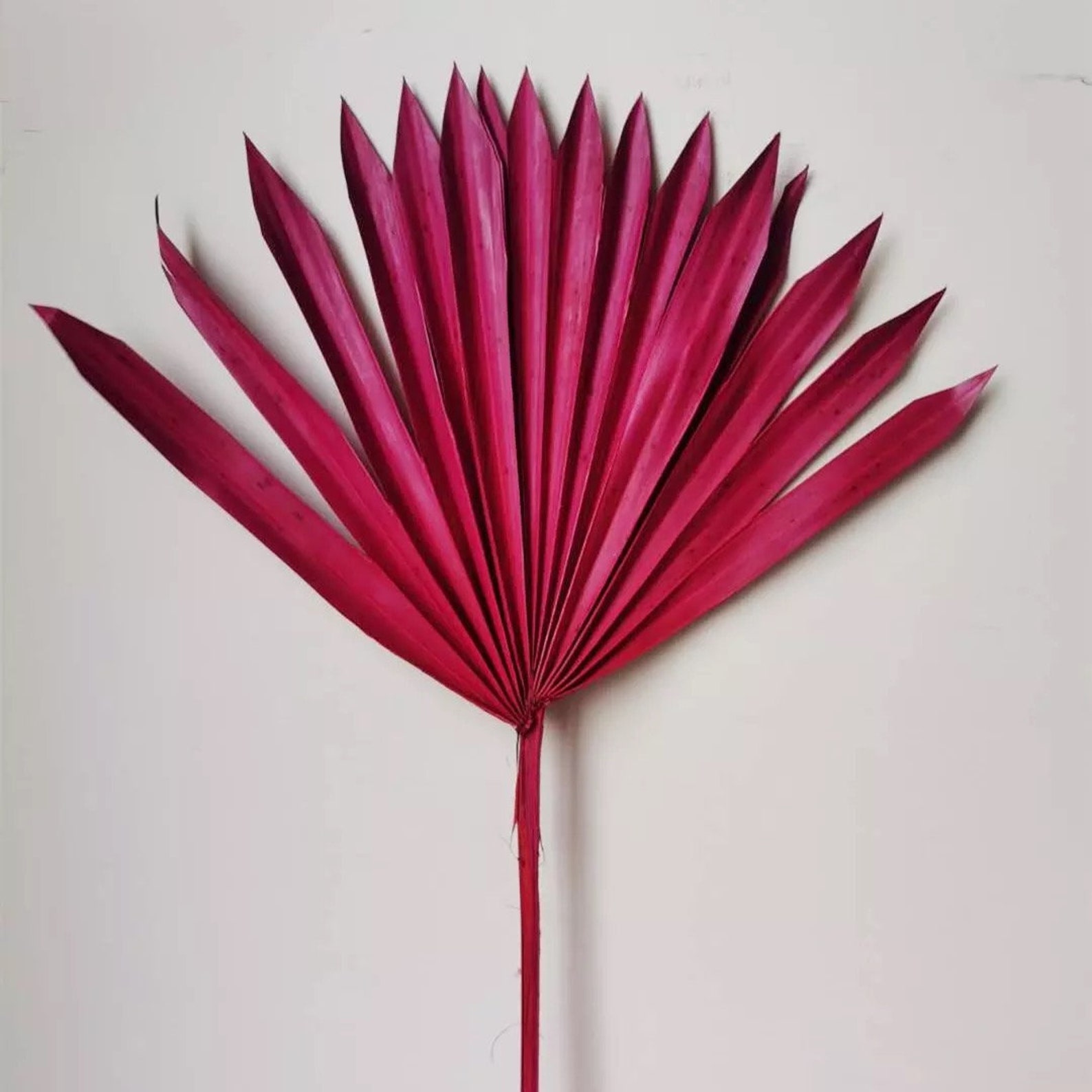 Dried Palm Fans Pink 5 Stems / Sun Palms / Dried Leaves / | Etsy