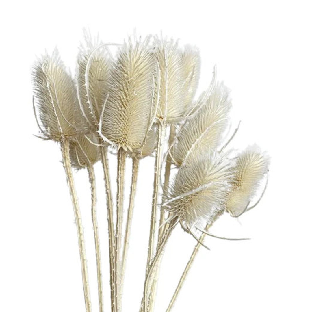 Big Thistle Giant Cardus 3-4 Stems / Cardo / Bleached Flowers / Dried ...